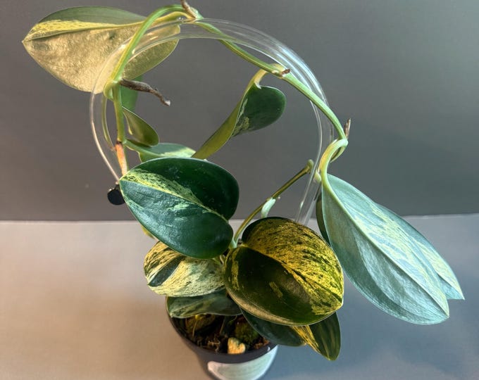 RARE Scindapsus Treubli Dark Form Variegated - Etsy