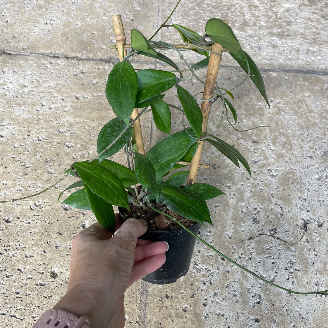Hoya Camphorifolia Fast Growing Vining House Plant - Etsy