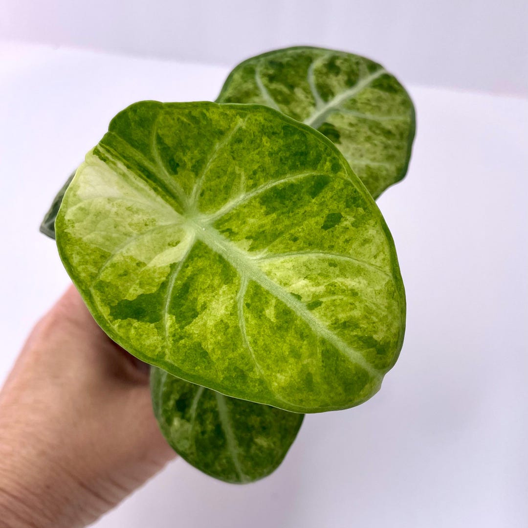 RARE Alocasia Ninja Variegated With Multiple Leaves and New Growth - Etsy