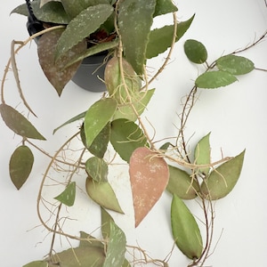 Hoya Caudata Wax Vining Rare Plant With Sun-stress - Etsy