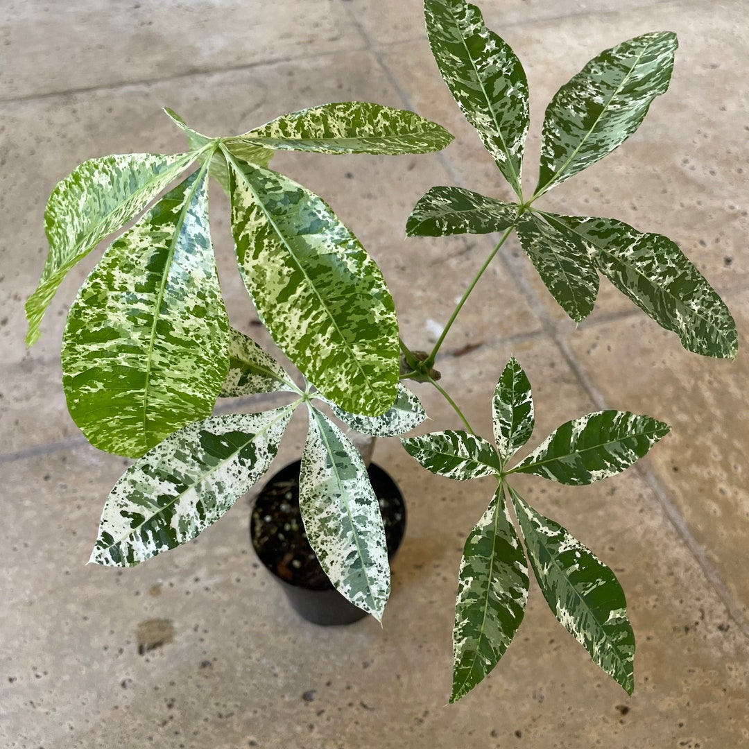 Variegated Money Tree Four Leaf Plant With New Growth - Etsy