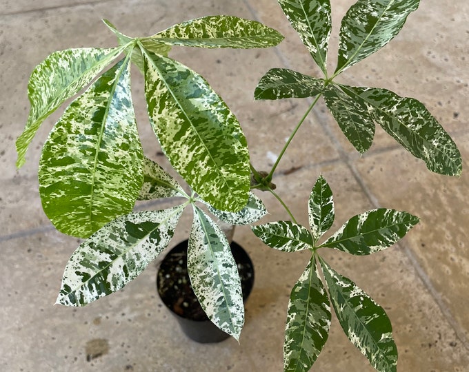 Variegated Money Tree Four Leaf Plant With New Growth - Etsy