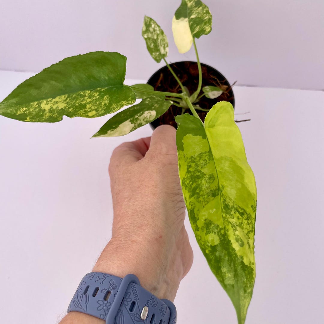 RARE Schismatoglottis Wallichi Variegated House Plant Tropical Plant - Etsy