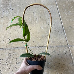 Hoya Campanulata Trailing Wax Plant on Trellis in 4 In. Pot - Etsy