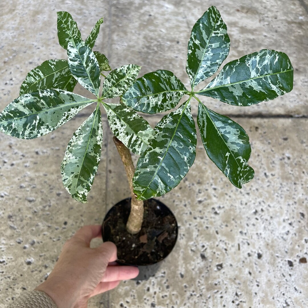 Variegated Money Tree Three Leaf Plant With New Growth - Etsy