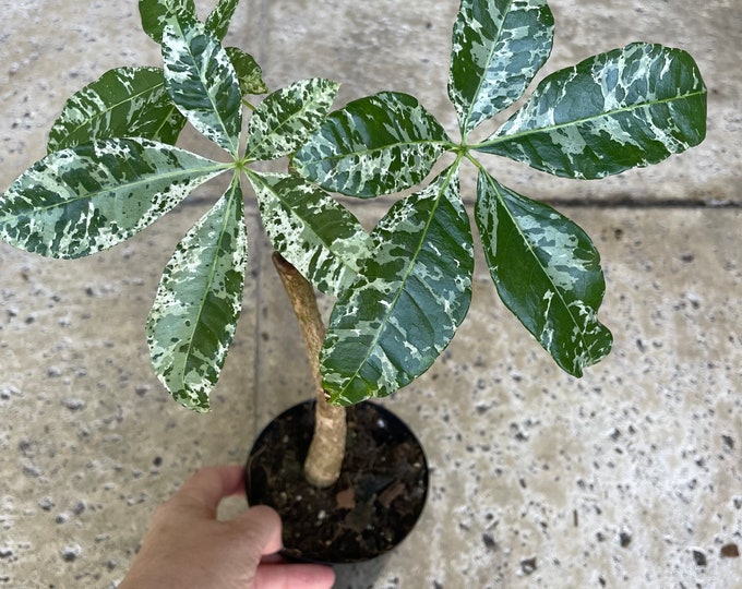 Variegated Money Tree Three Leaf Plant With New Growth - Etsy