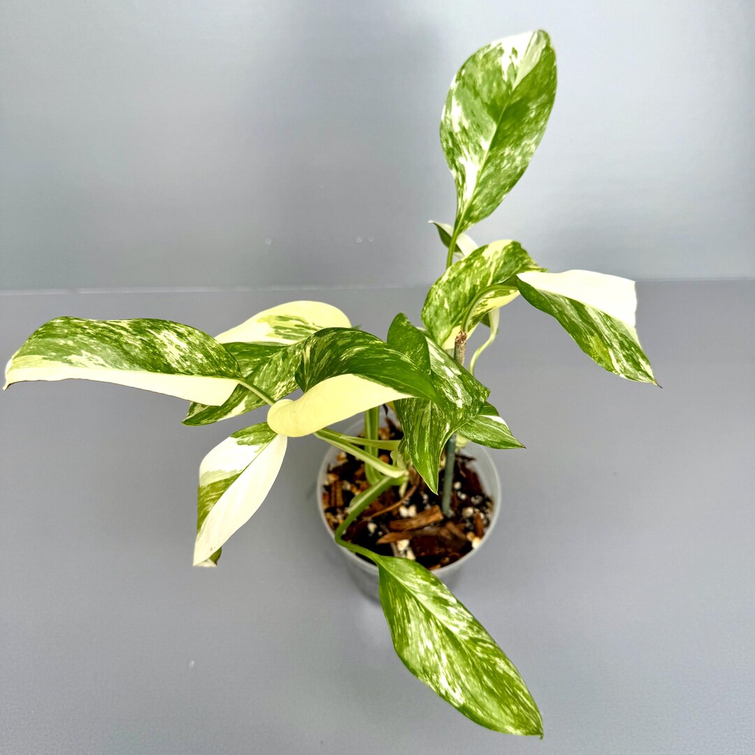 RARE Variegated Monstera Lechleriana Variegata Multi-leaf Plant - Etsy