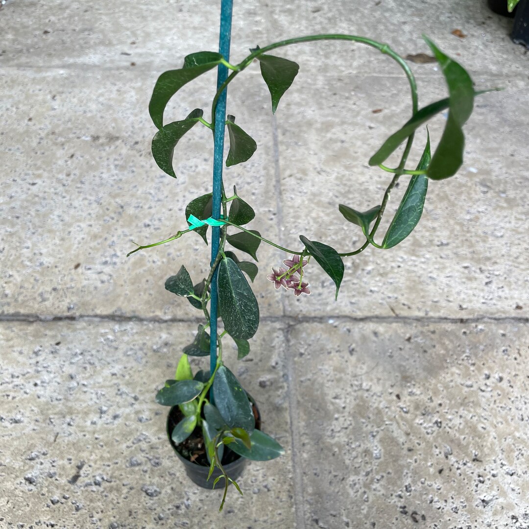 Hoya Rubida Trailing Flowering Wax Plant Unusual Find - Etsy
