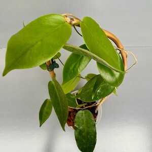 Hoya Inflata Flowering Velvet Leaf Wax Plant - Etsy