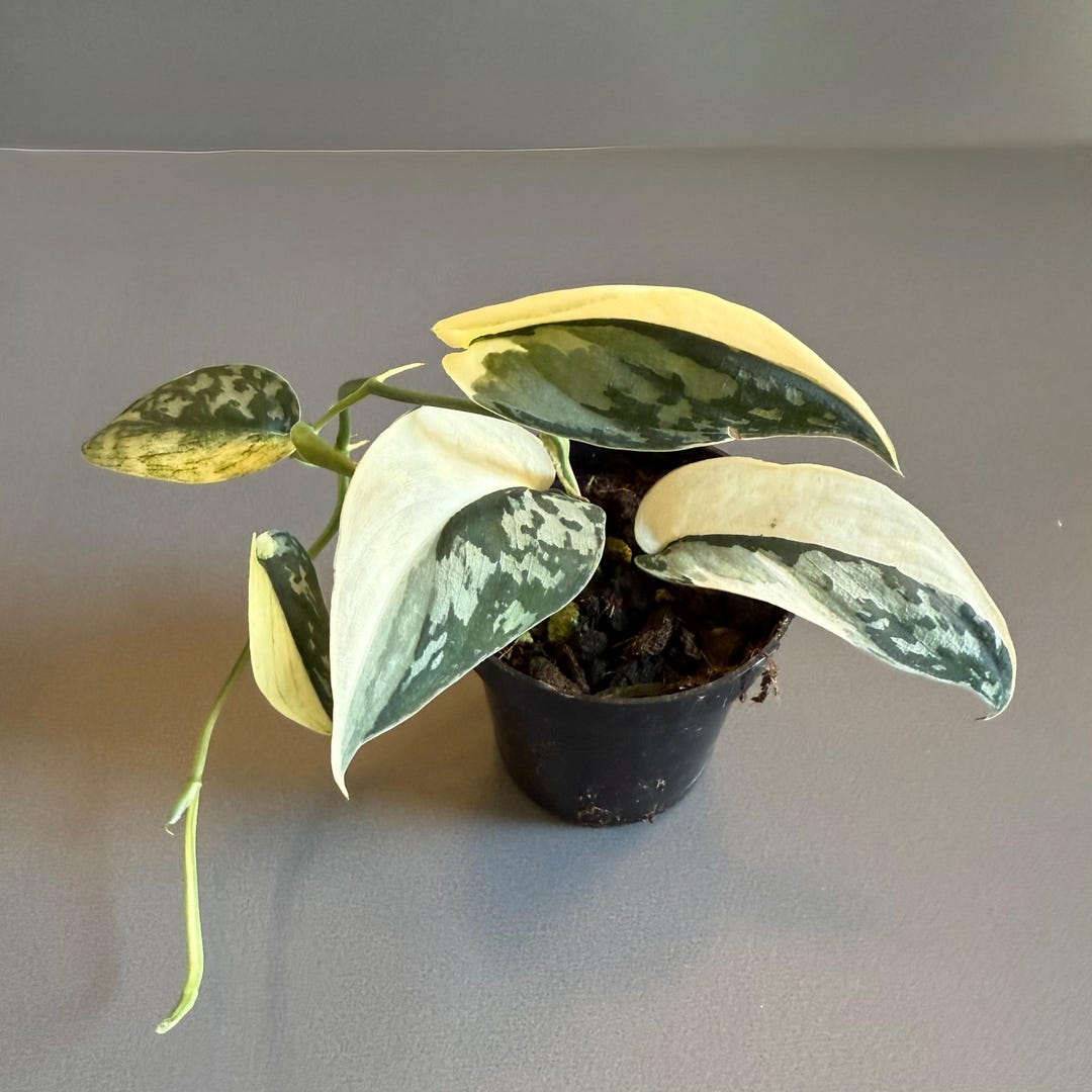 Scindapsus Mayari Variegated House Plant With Half Moon Variegation - Etsy