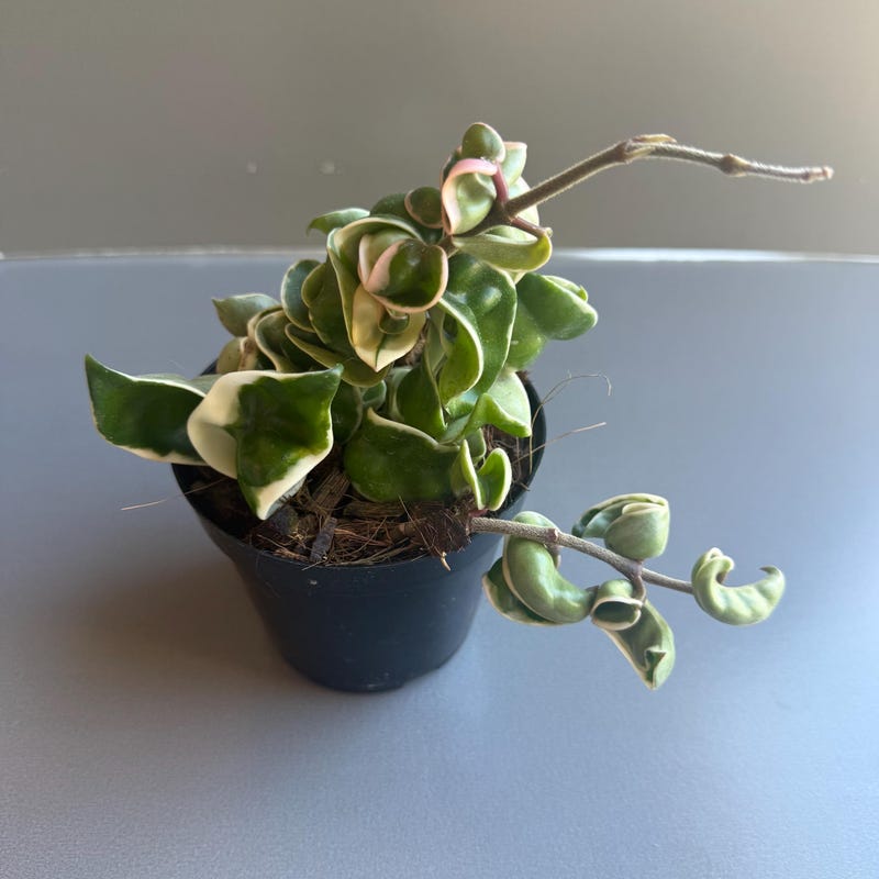 Hindu Rope Variegated - Etsy