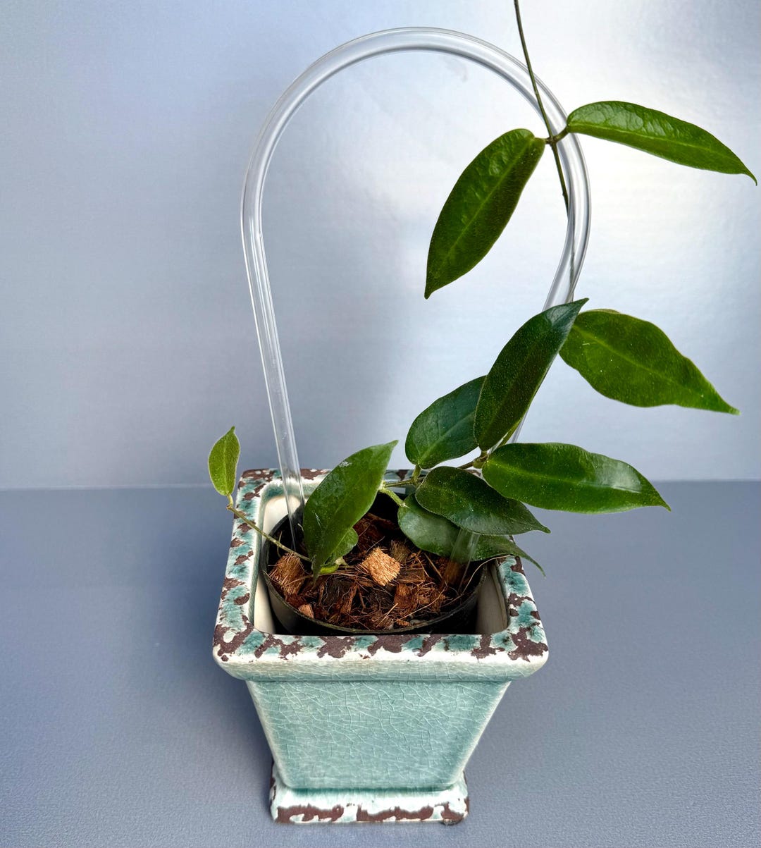 Hoya Patella Pink Climbing Wax Plant - Etsy