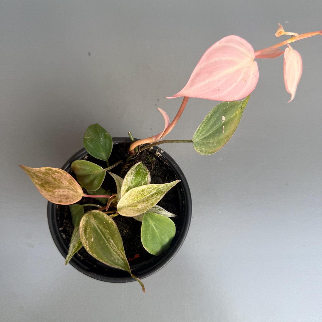 RARE Variegated PINK Philodendron Micans Fuzzy Leaf House Plant - Etsy