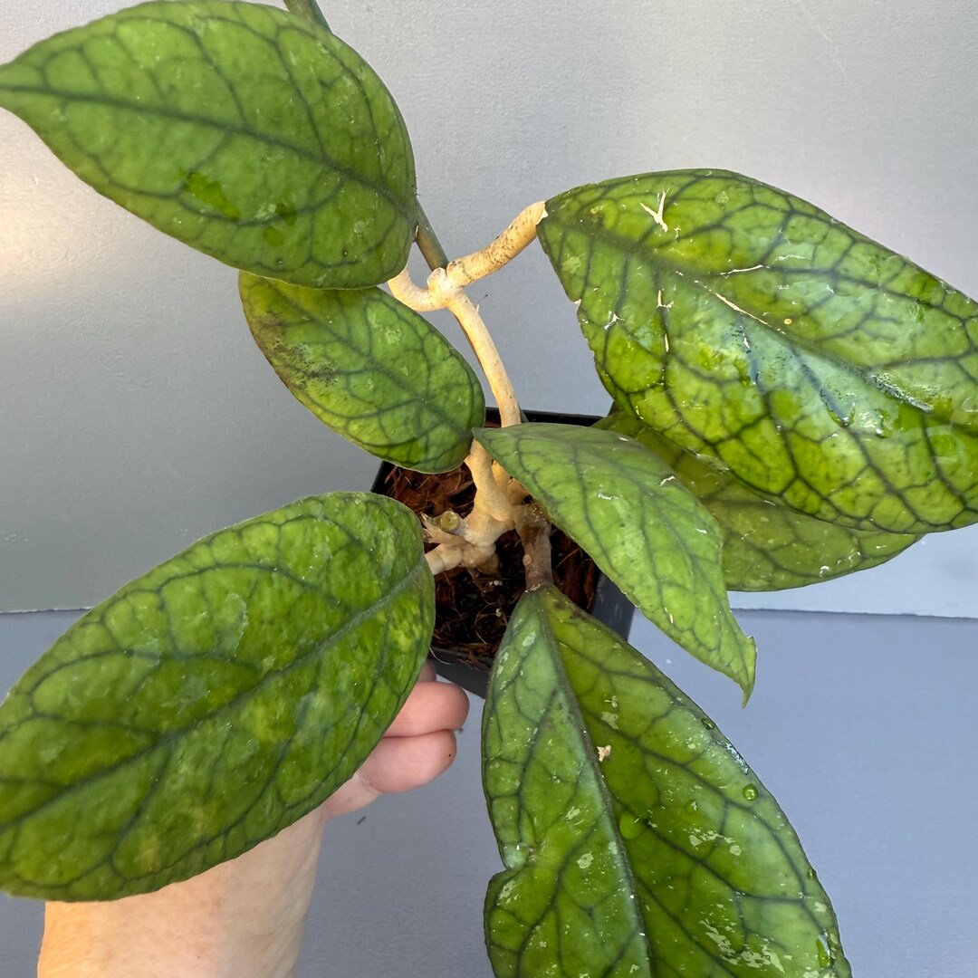 Large Hoya Irina With Multiple Leaves - US Seller - Etsy