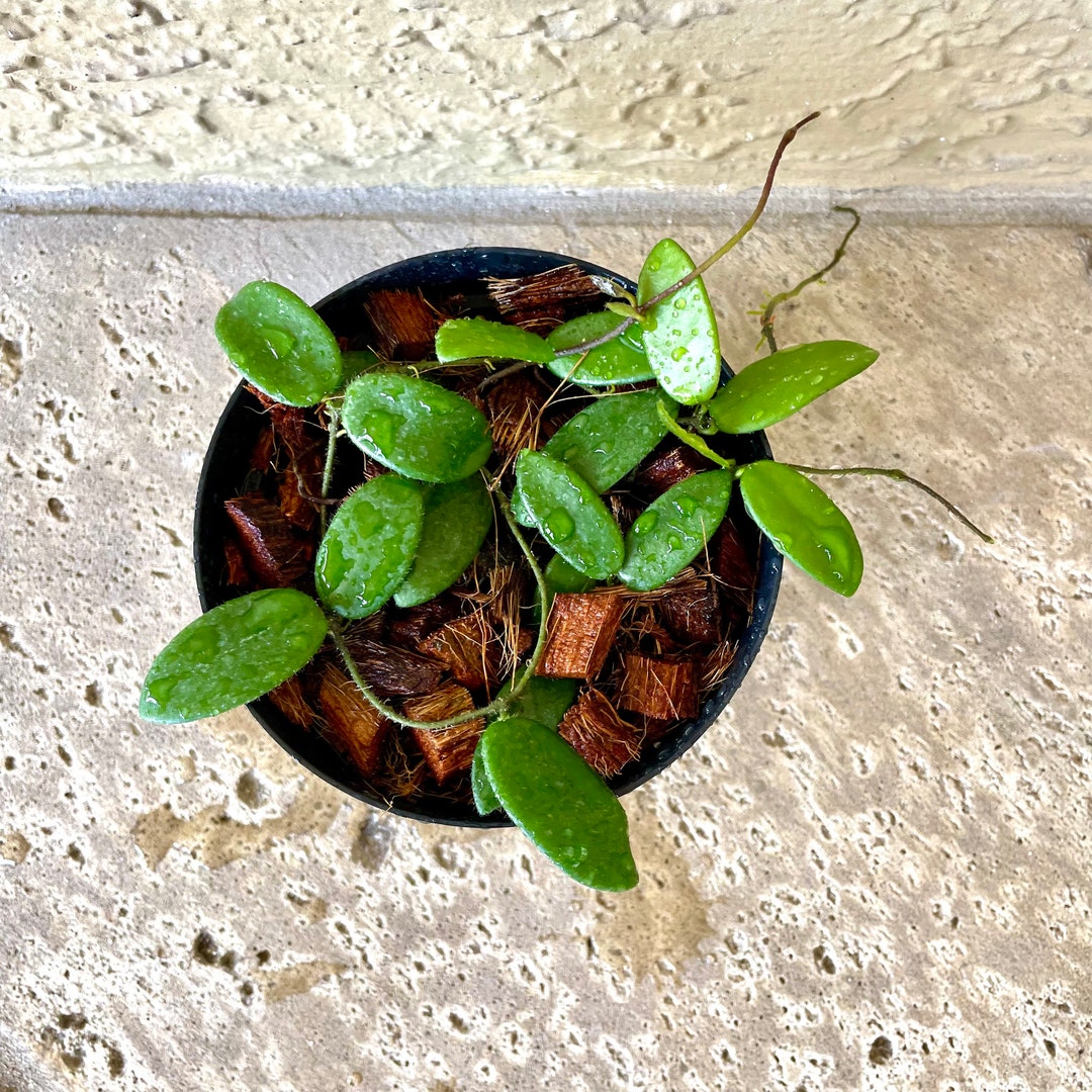 Hoya Lyi Vining Plant in 4 In. Pot - Etsy