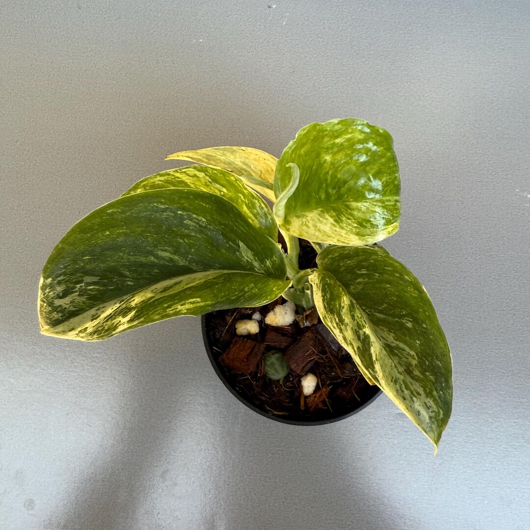 RARE Scindapsus Treubli Moonlight Marble Variegated Climbing Plant - Etsy