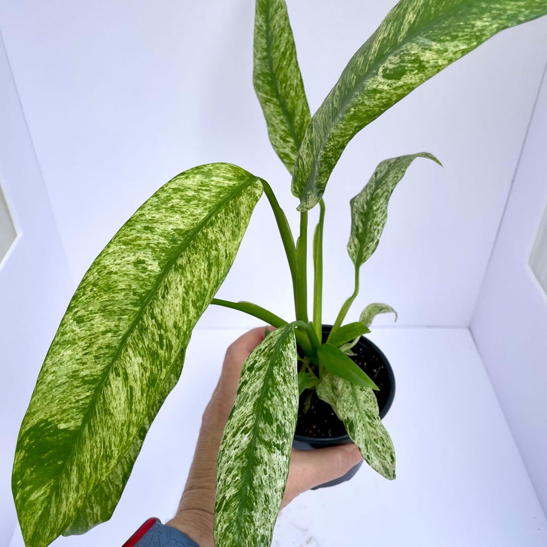 Epipremnum Giganteum Variegated Rare House Plant Collector's Plant - Etsy