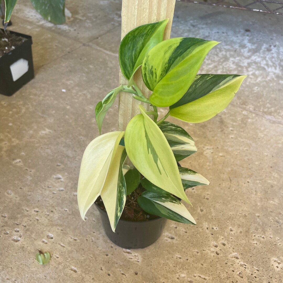 RARE Scindapsus Rubicon Variegated Climbing Plant - Etsy