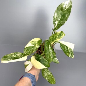 RARE Variegated Monstera Lechleriana Variegata Multi-leaf Plant - Etsy