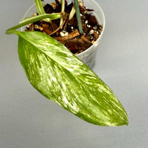 RARE Variegated Monstera Lechleriana Variegata Multi-leaf Plant - Etsy