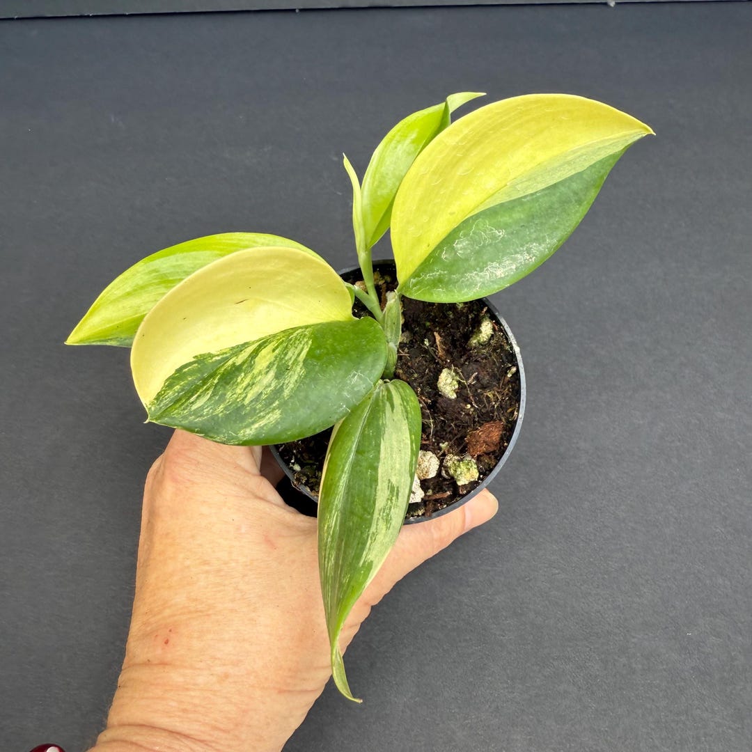 Scindapsus Rubicon Variegated Climbing Plant - Etsy