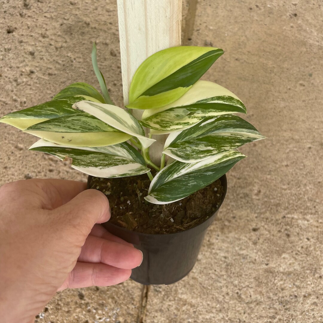 RARE Scindapsus Rubicon Variegated Climbing Plant - Etsy