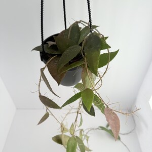 Hoya Caudata Wax Vining Rare Plant With Sun-stress - Etsy