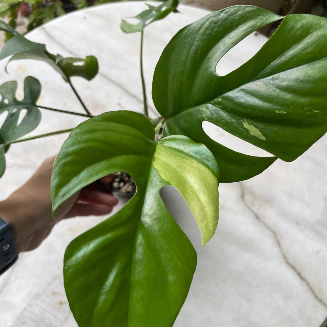 US SELLER Mini Monstera Rhaphidophora Tetrasperma Variegated Variegata ...