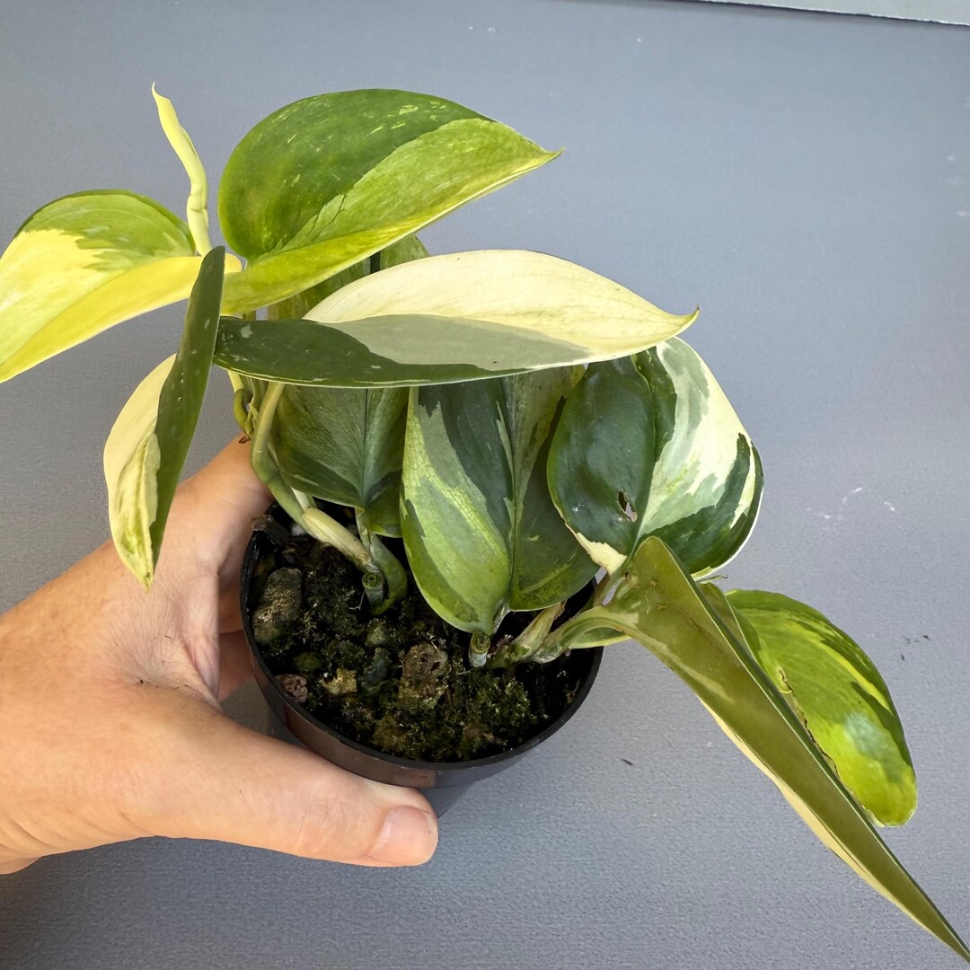 Scindapsus Rubicon Variegated Climbing Plant - Etsy
