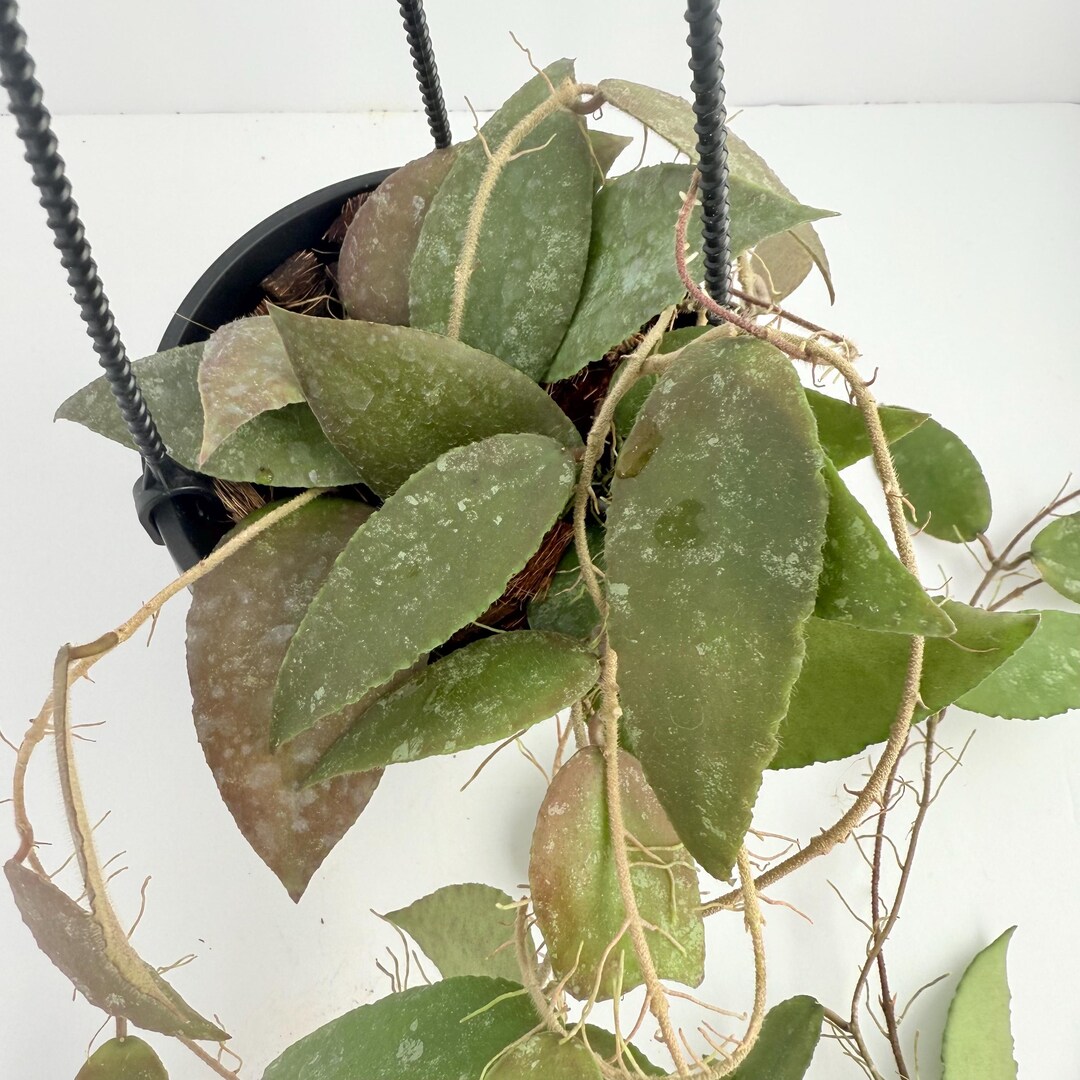 Hoya Caudata Wax Vining Rare Plant With Sun-stress - Etsy