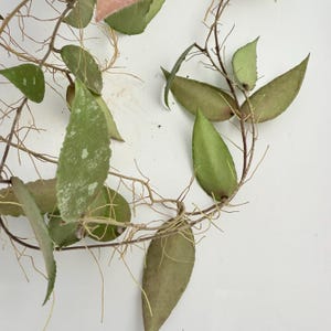 Hoya Caudata Wax Vining Rare Plant With Sun-stress - Etsy