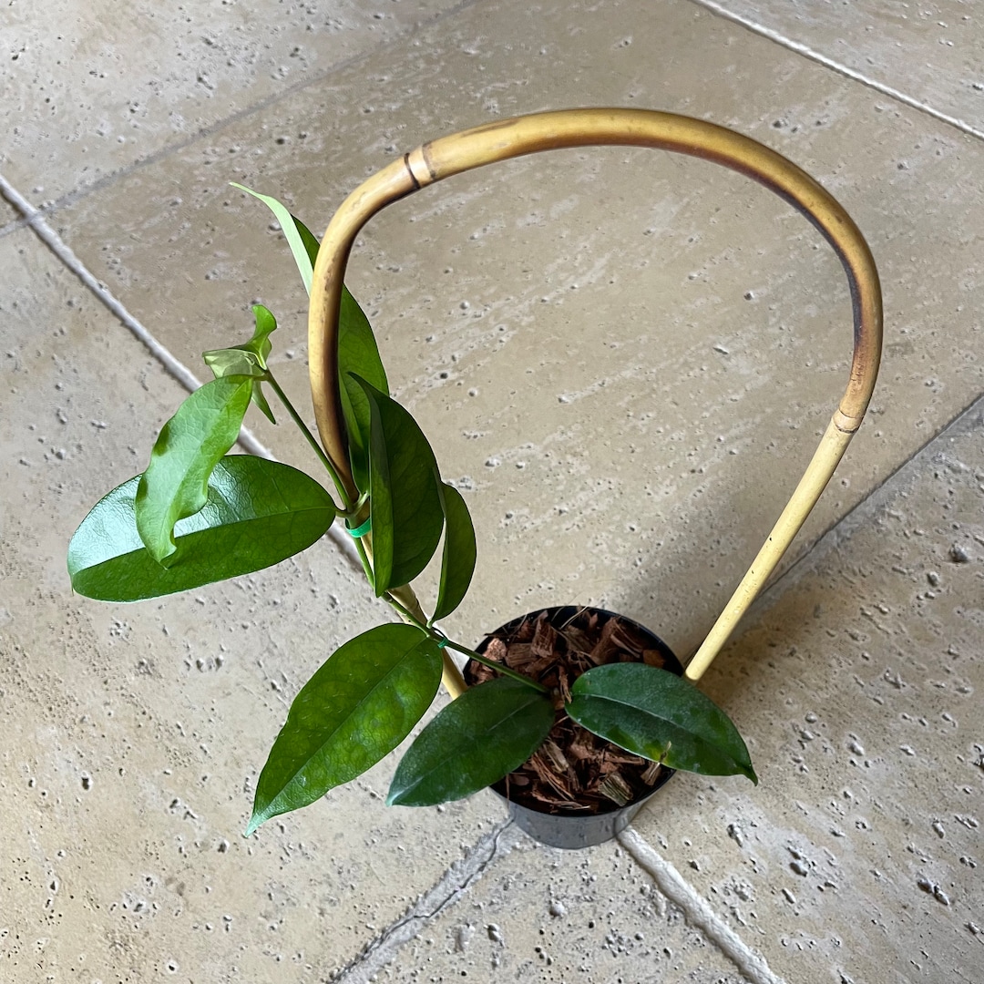 Hoya Campanulata Trailing Wax Plant on Trellis - Etsy