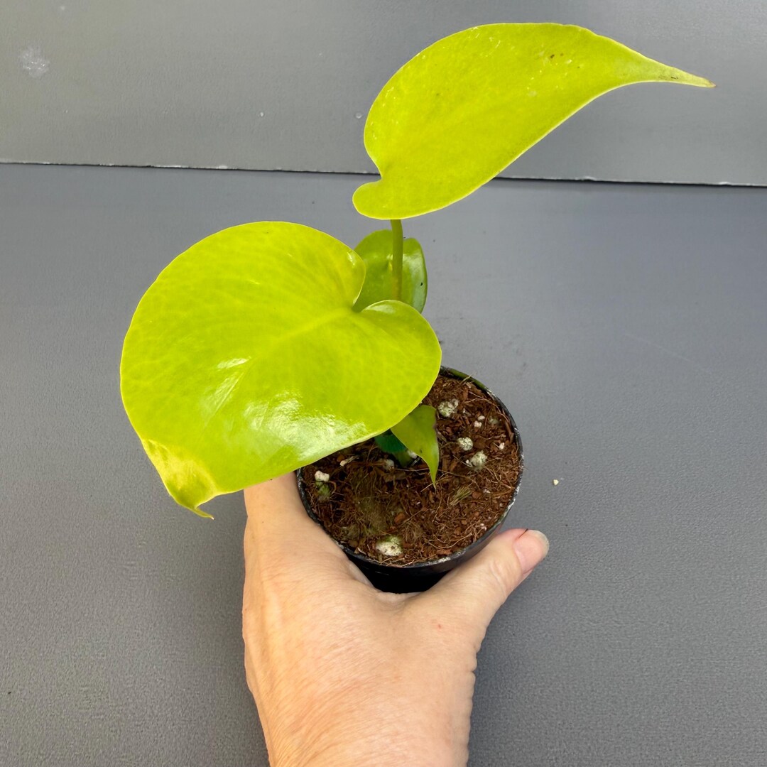Lemon Lime Monstera Deliciosa Plant, Intermediate Form, 3 in Pot - Etsy