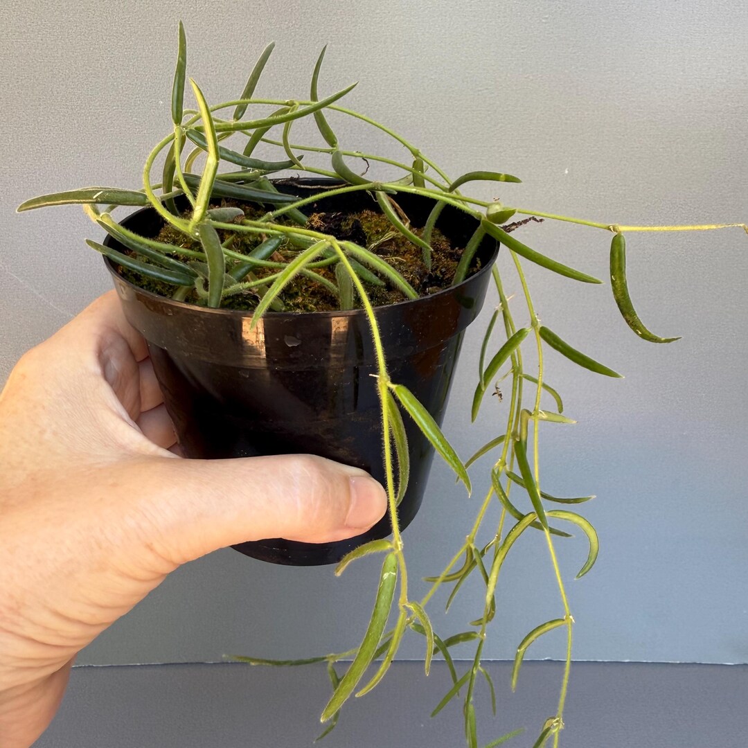 RARE Hoya Linearis Epiphyte Trailing House Plant - Etsy
