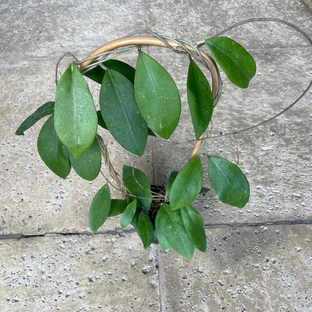 Hoya Mindorensis / Hoya Elmeri Trailing House Plant With Trellis - Etsy