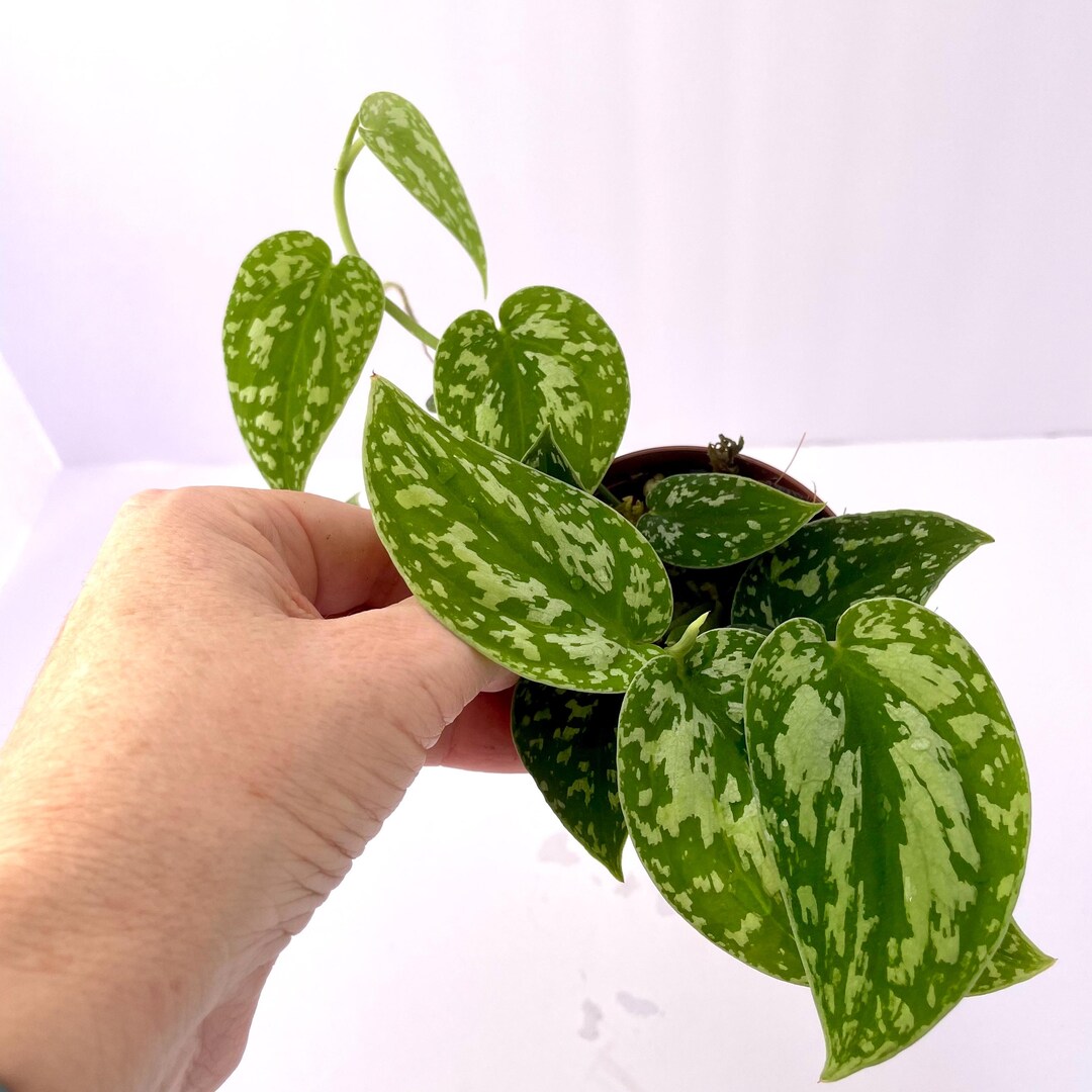 RARE Scindapsus Tri-color Vining Plant US Seller - Etsy