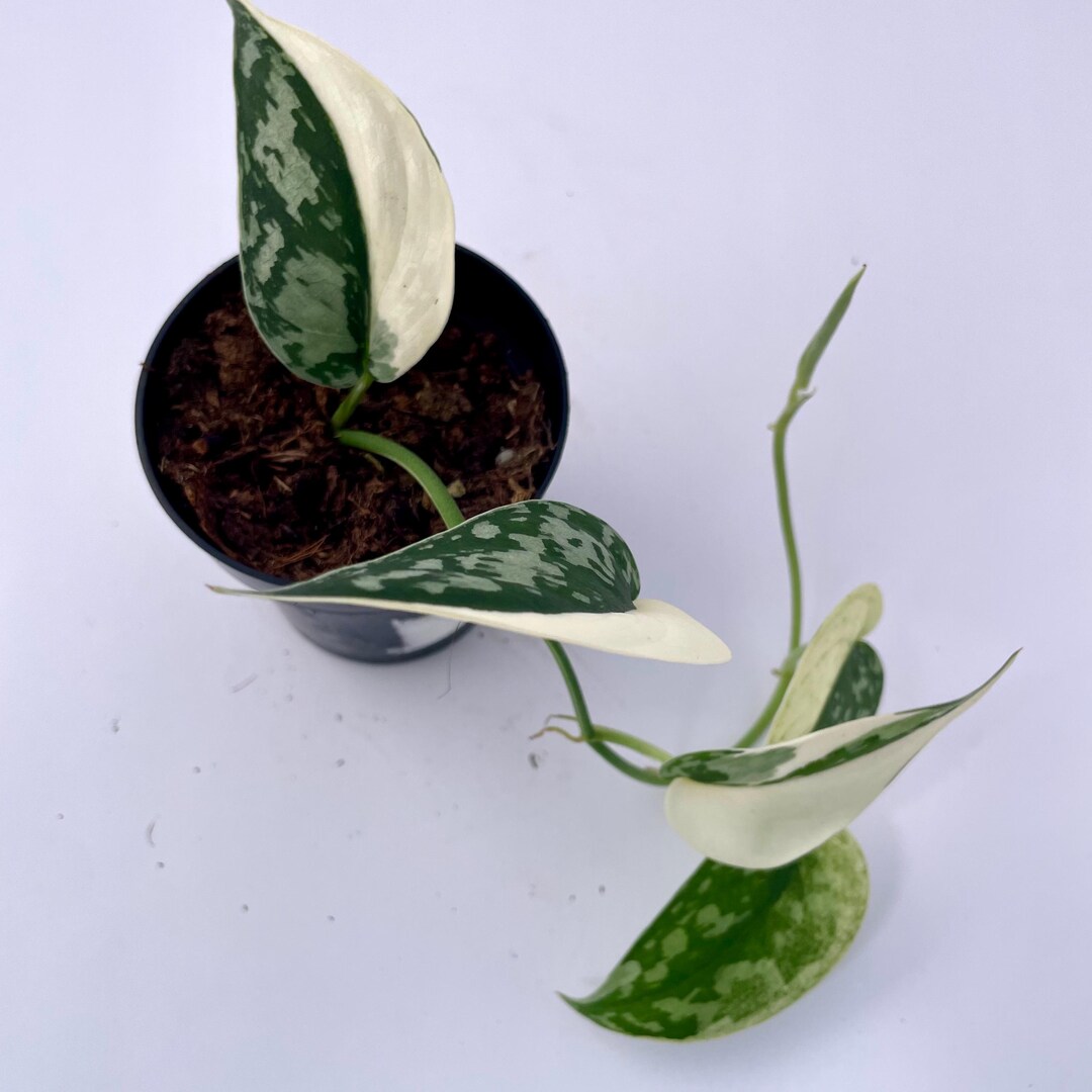 Scindapsus Mayari Variegated House Plant With Half Moon Variegation - Etsy