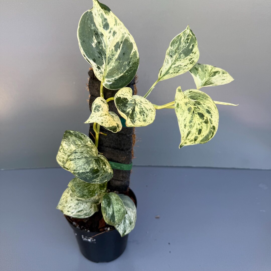 Scindapsus Jade Satin Marble Variegated Climbing House Plant Highly ...