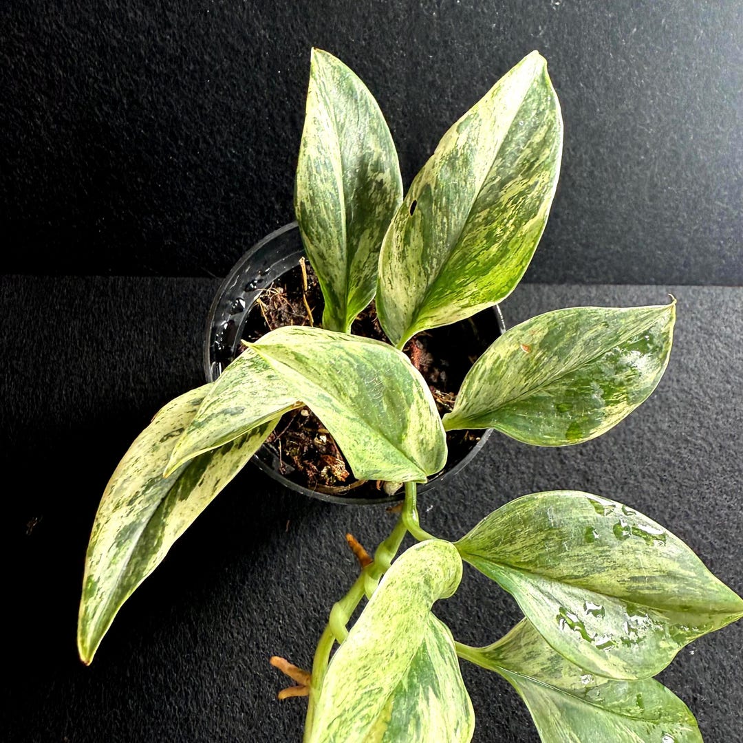 RARE Scindapsus Treubli Moonlight Marble Variegated Climbing Plant - Etsy