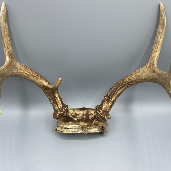 Real Deer Antlers - Etsy