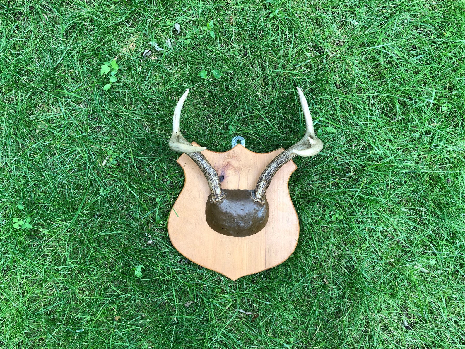 Mounted Real Deer Antlers Vintage Wall Mount Full Rack Leather | Etsy