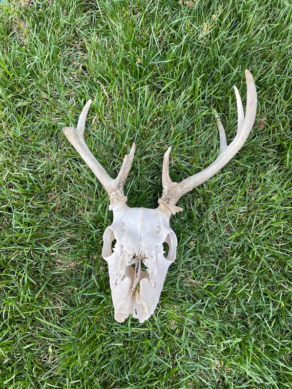 Contorno Del Cráneo Del Venado De Cola Blanca Venado De Cola Blanca