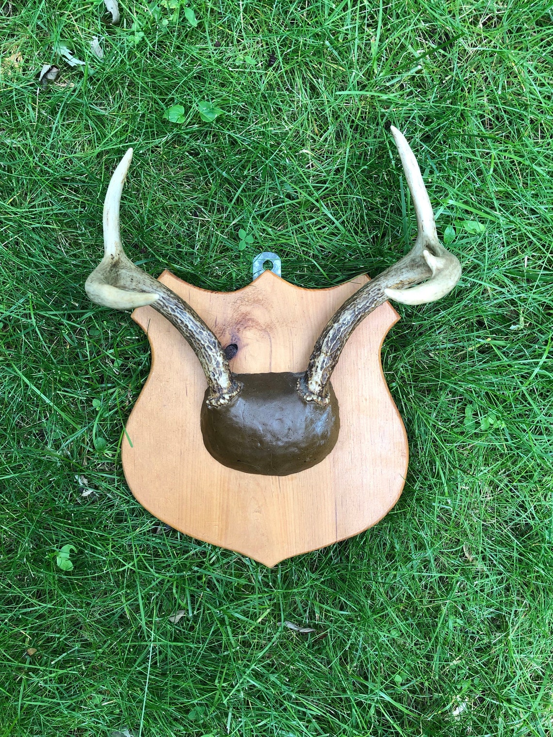 Mounted Real Deer Antlers Vintage Wall Mount Full Rack Leather - Etsy