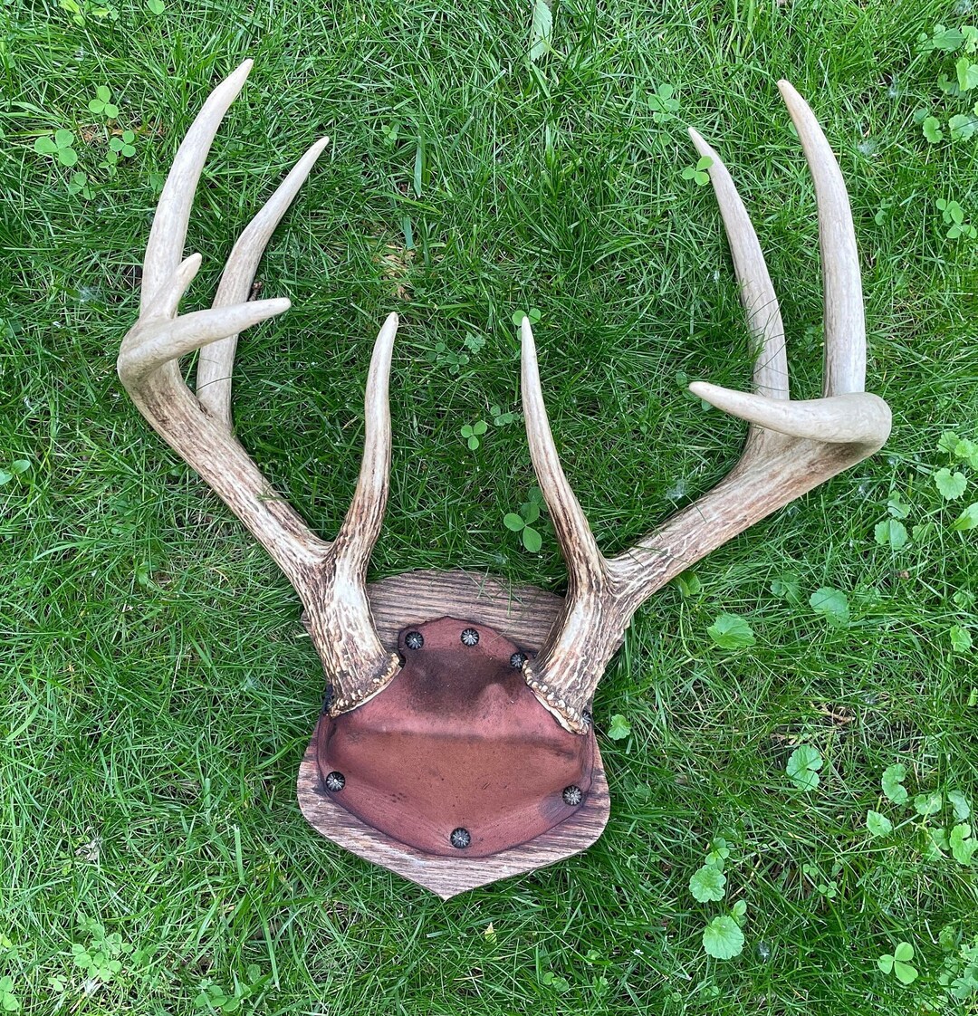 Large Mounted Real Deer Antlers Vintage Wall Mount Full Rack Leather ...