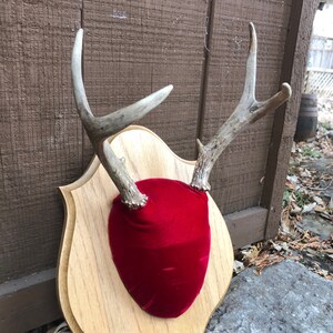 Mounted Real Deer Antlers Vintage Red Velvet Wall Mount Full Rack ...