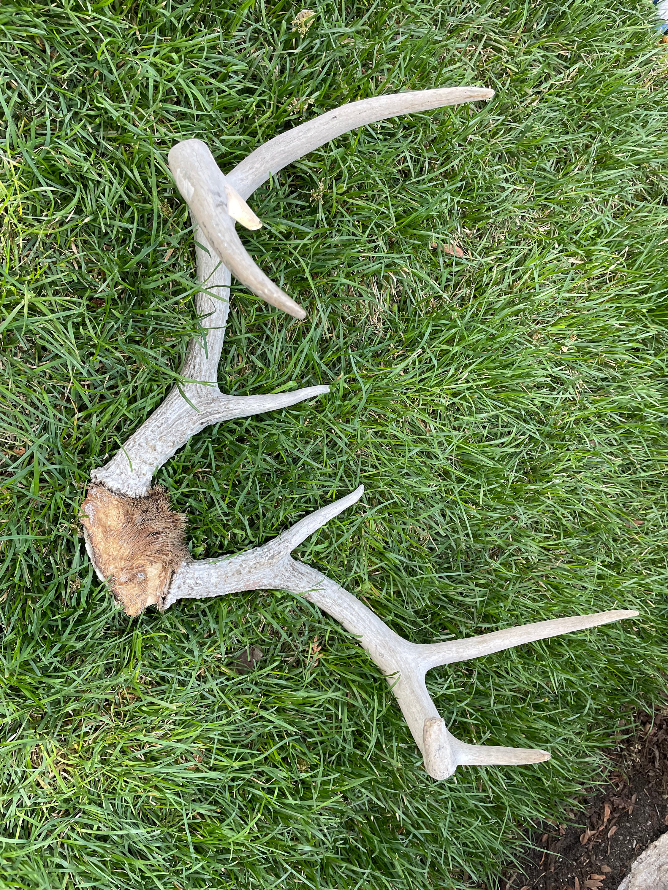 Large Real Deer Antlers, Rustic Cabin Decor, Man Cave Art - Etsy