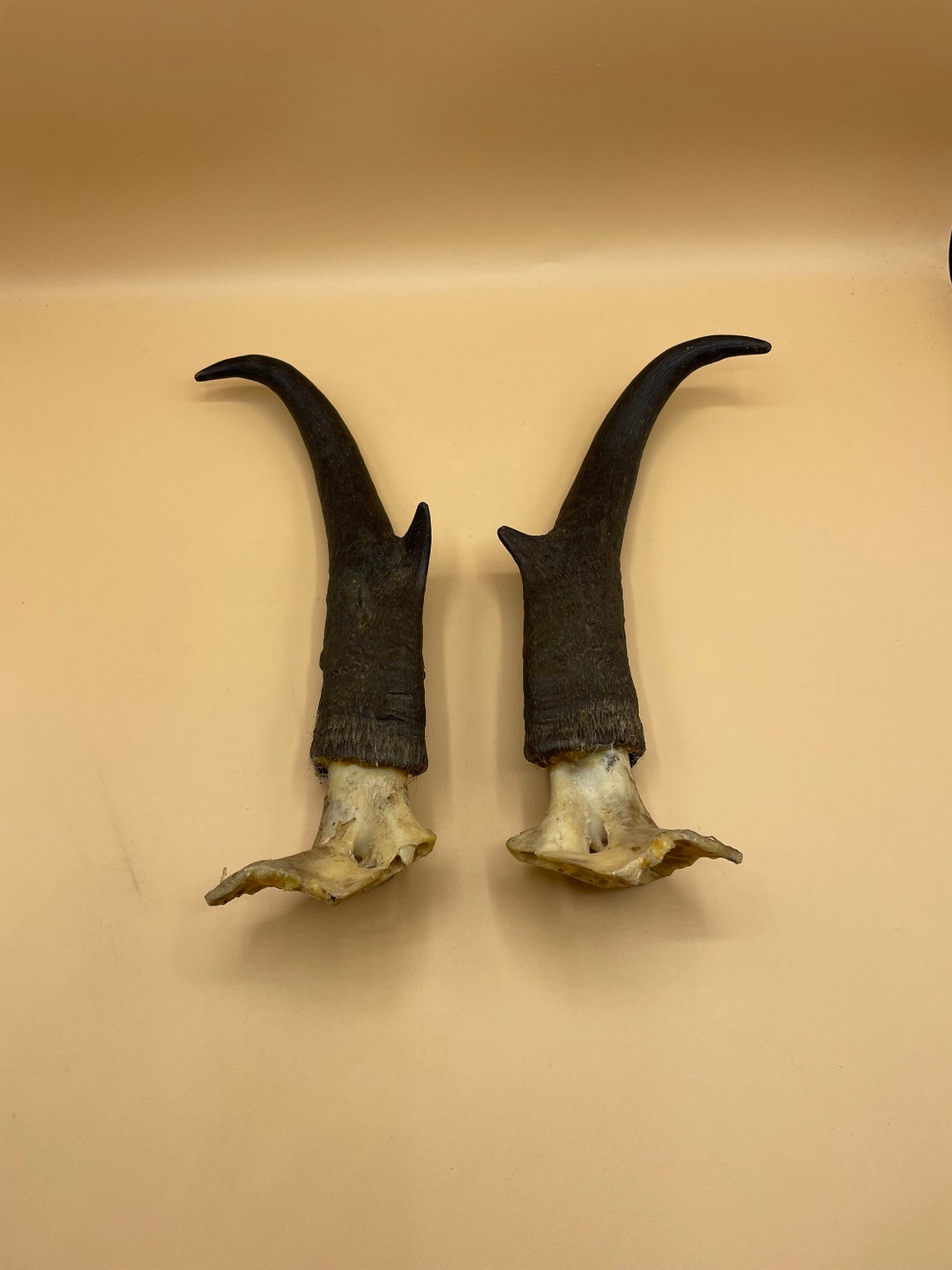 Pronghorn Antelope Horns Rustic Man Cave Decor Horn Art Craft - Etsy