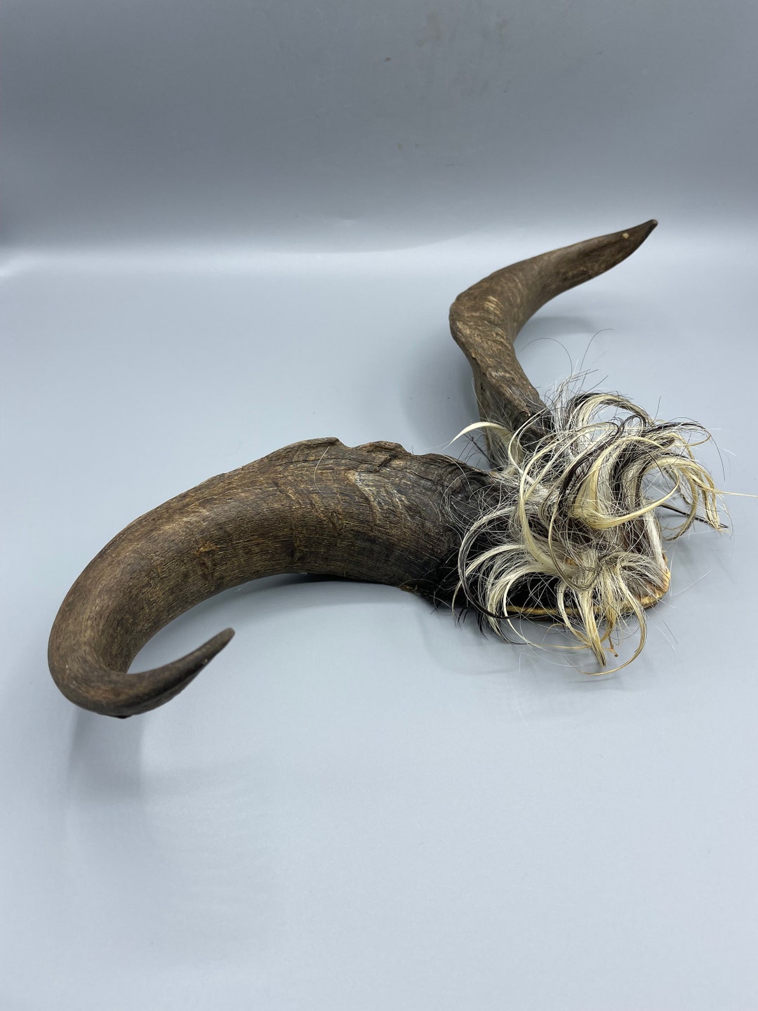 Real Pygmy Goat Horns Rustic Man Cave Decor Horn Art Craft - Etsy