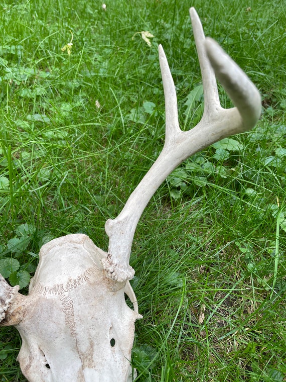 Deer Skull Cap// Antlers // Real Bone Bones & Skulls Home Décor etna.com.pe