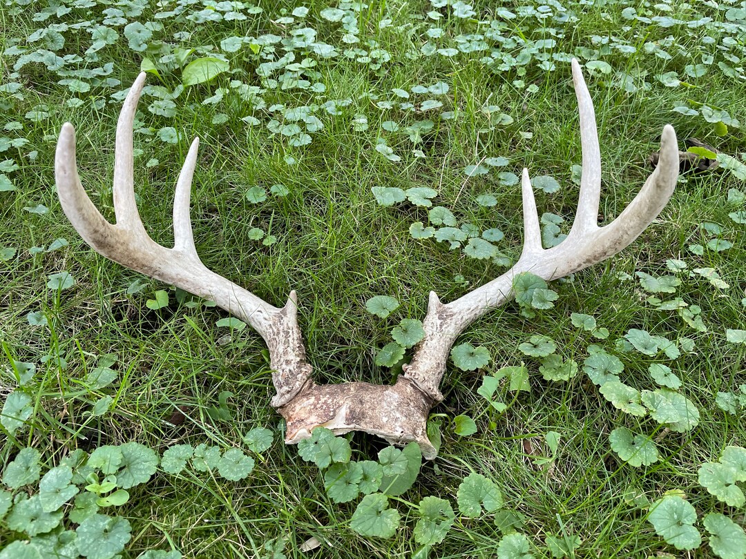 Large Real Deer Antlers Rustic Man Cave Decor Deer Horn Art Craft ...